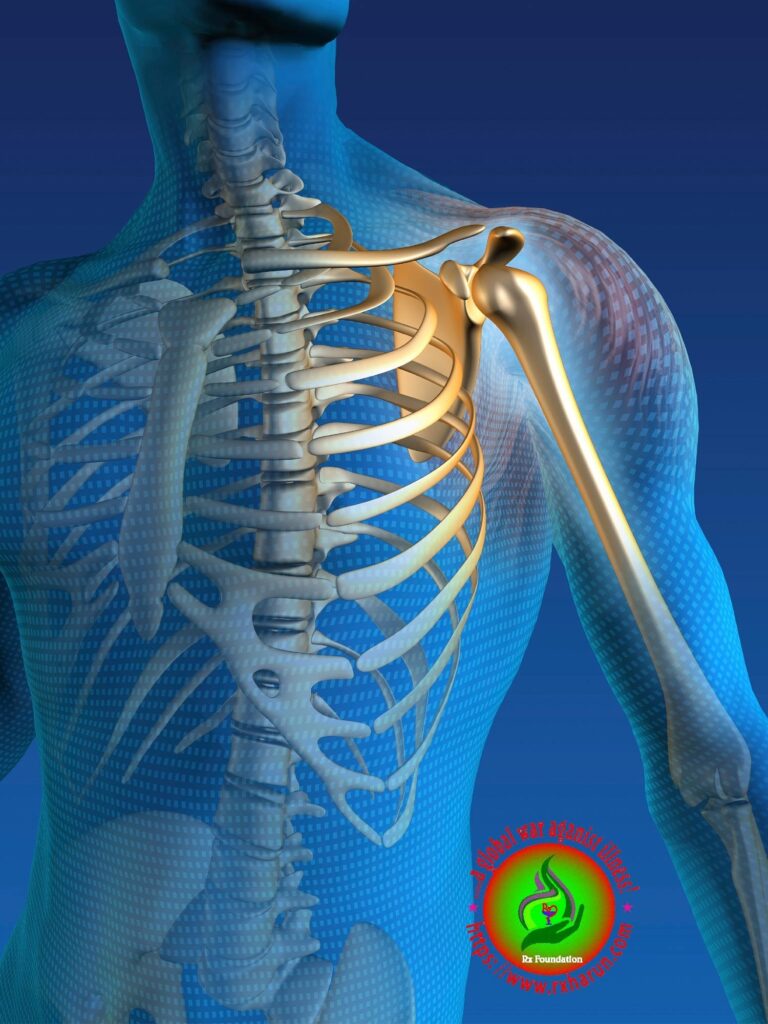 Extensors Muscles of Arm; Types, Anatomy, Functions - Rxharun