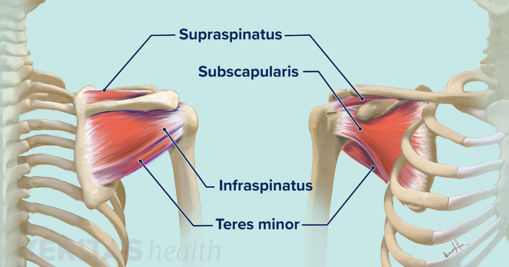 Nerves Supply Of Rotator Cuff Muscle Rx Harun