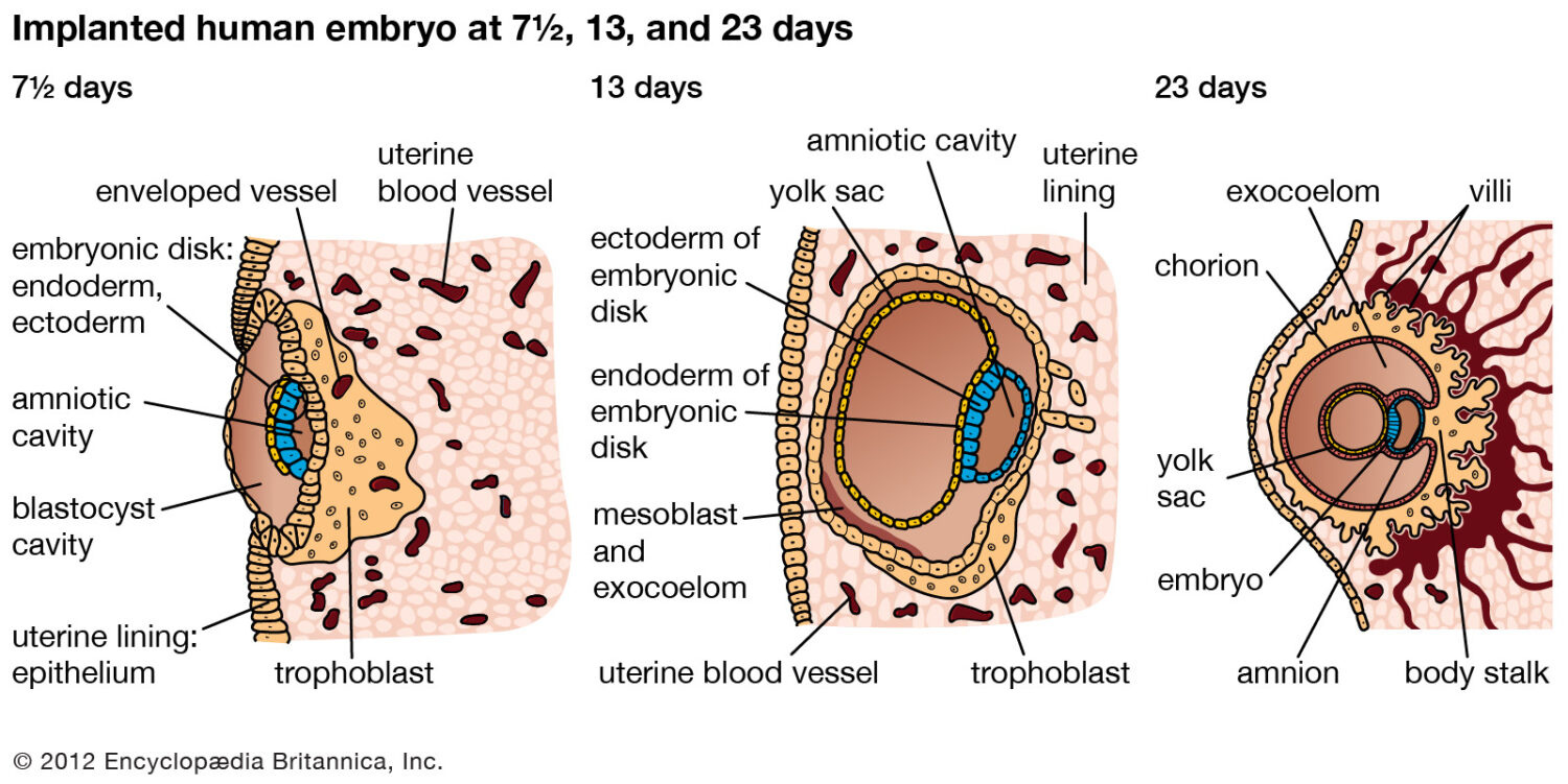 Fetal Period – Anatomy, Mechanism, Stages, Function – RxHarun