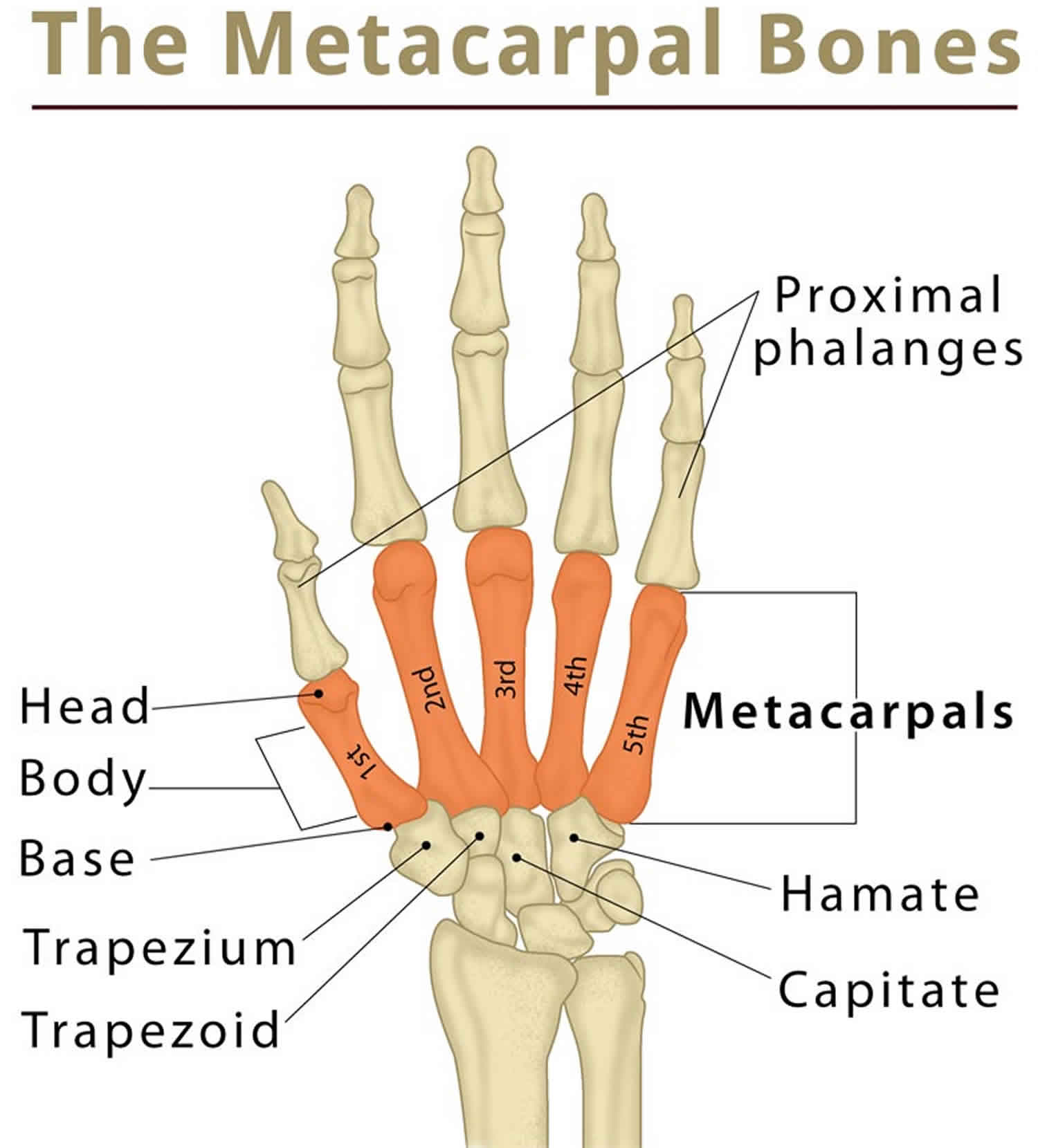 Metacarpal Bones Rxharun