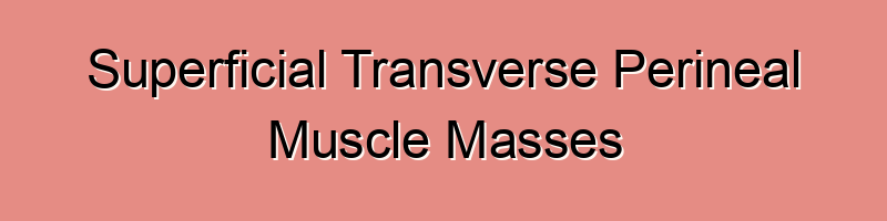 Superficial Transverse Perineal Muscle Masses – RxHarun